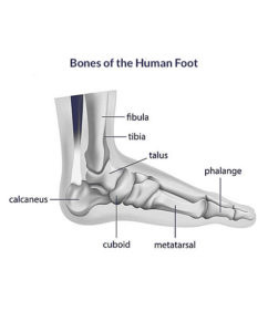 Cuboid Syndrome Treatment | Boston Foot Ankle Biologics